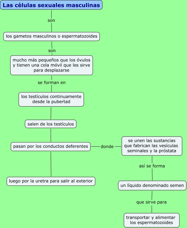 Las células sexuales masculinas